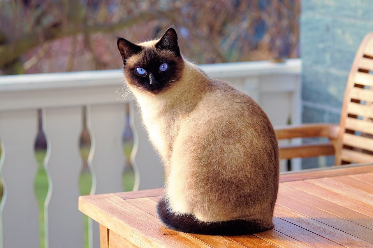 Best 20 Most Common Cat Breeds in United State - Secret Petcare
