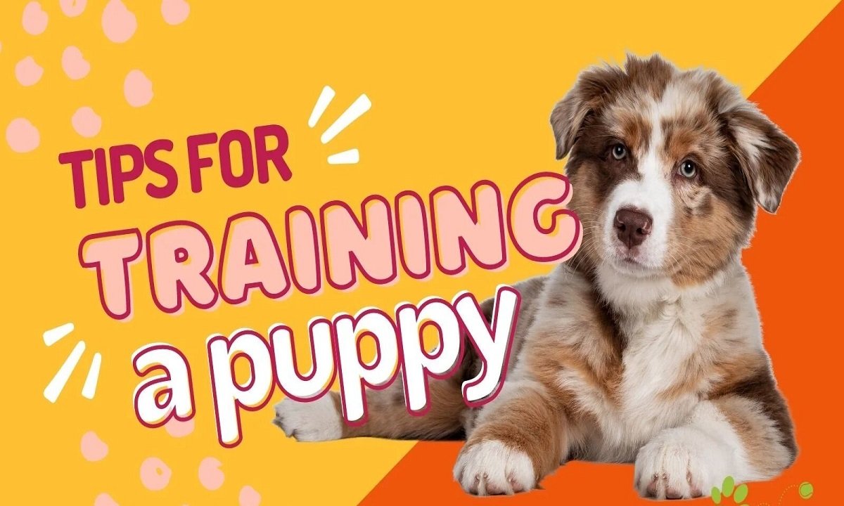 How to 10 Tips Train Your Puppy - Secret Petcare