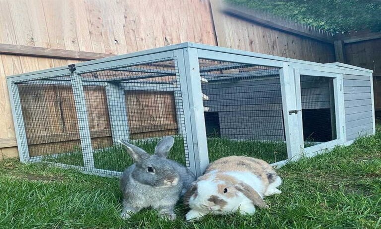 How to Caring for Rabbits in Winter - Secret Petcare