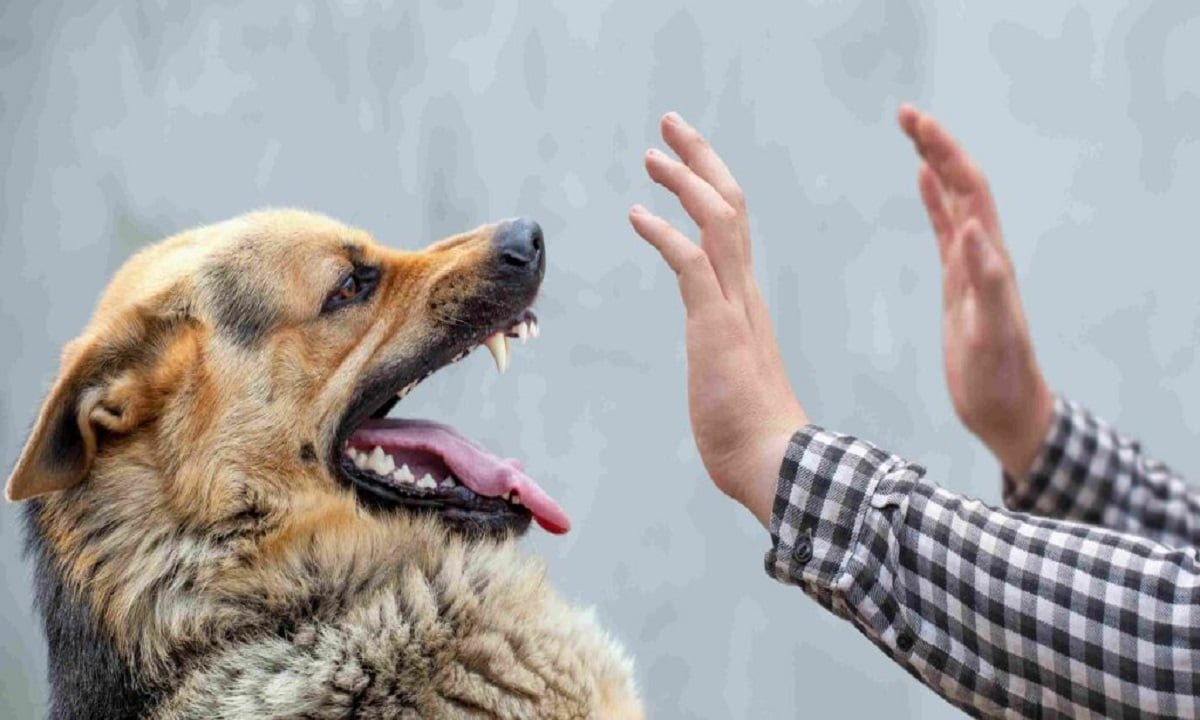 What to Do When A Dog Bites 10 Steps- Secret Petcare