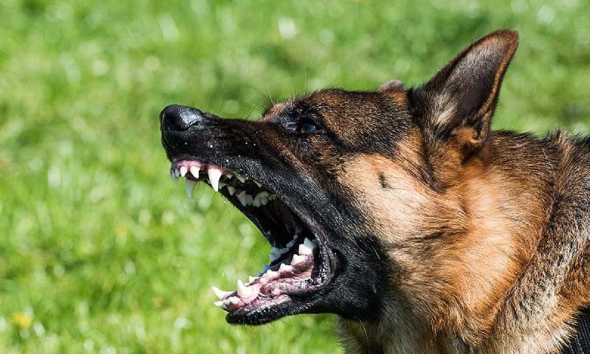 What to Do When A Dog Bites 10 Steps- Secret Petcare