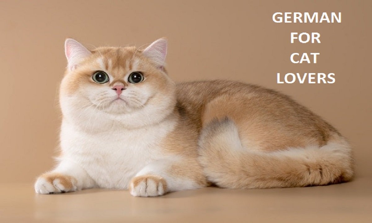 Cats Still the 5 Most Attractive Pet in Germany - Secret Petcare