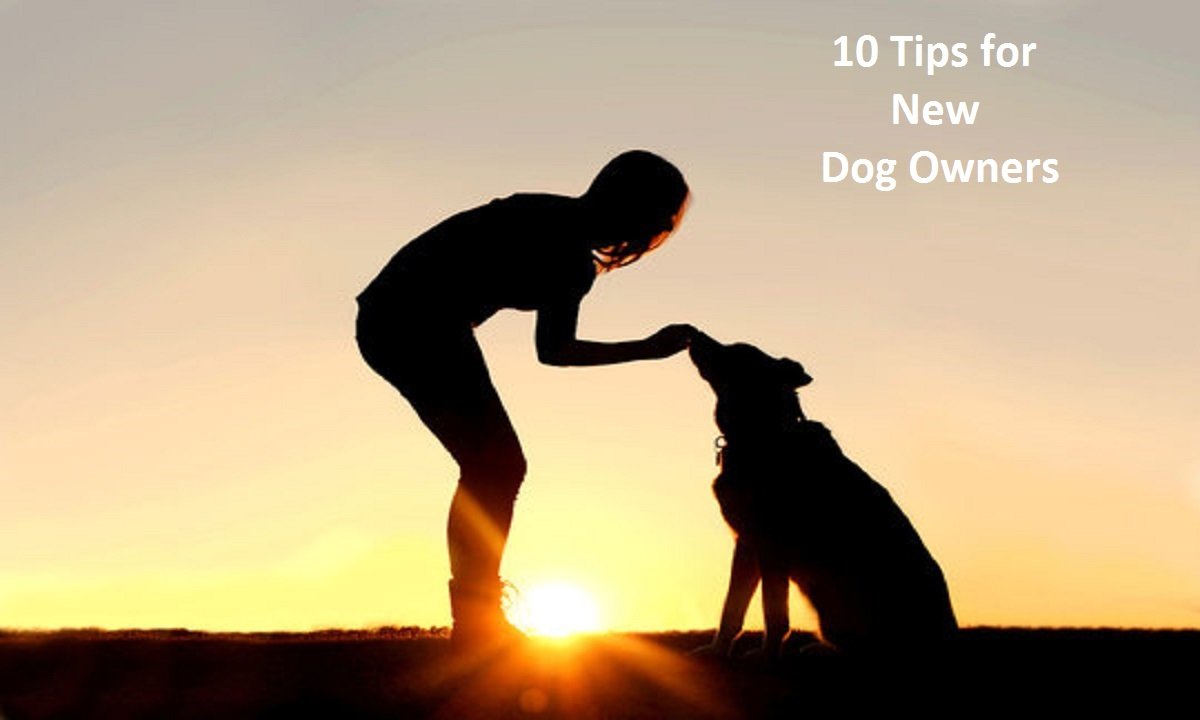 Essential 10 Tips for First-Time Dog Owners - Secret Petcare